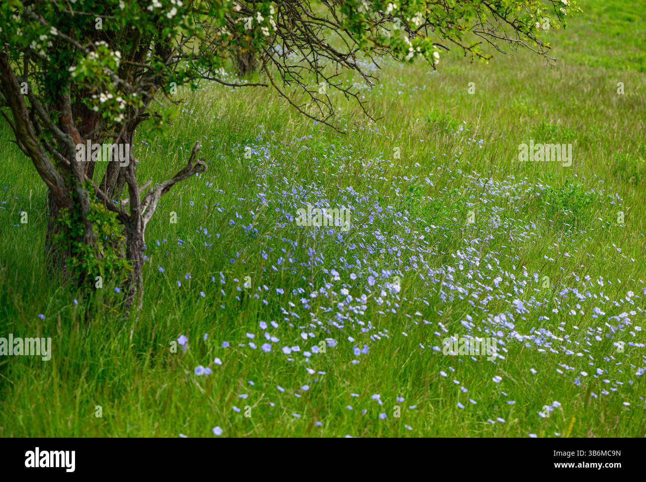 Lindendorf, Germany. 03rd May, 2025. The perennial flax (Linum perenne ...