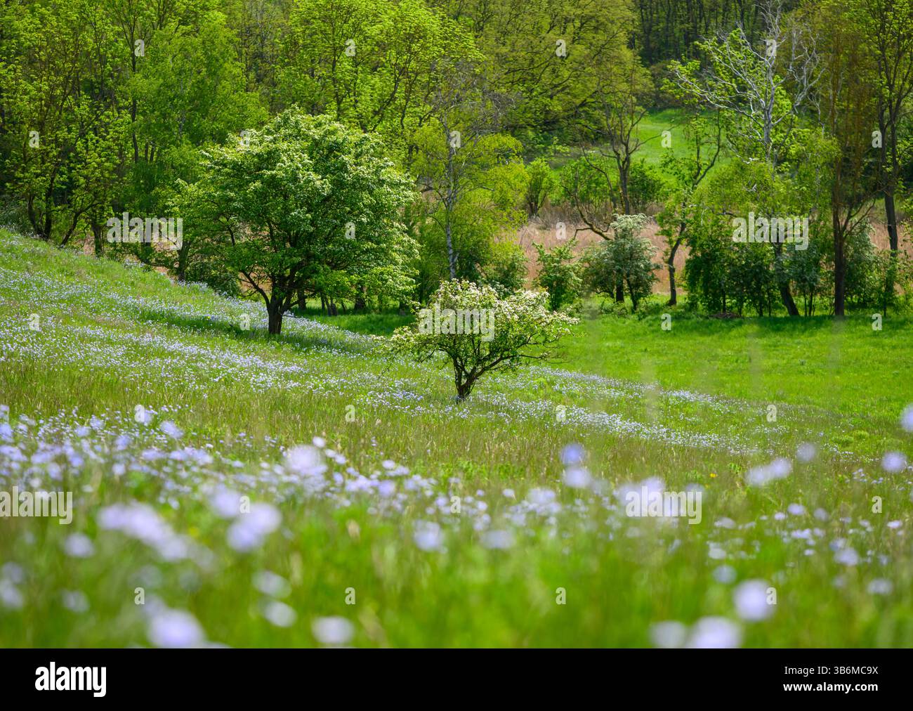 Lindendorf, Germany. 03rd May, 2025. The perennial flax (Linum perenne ...
