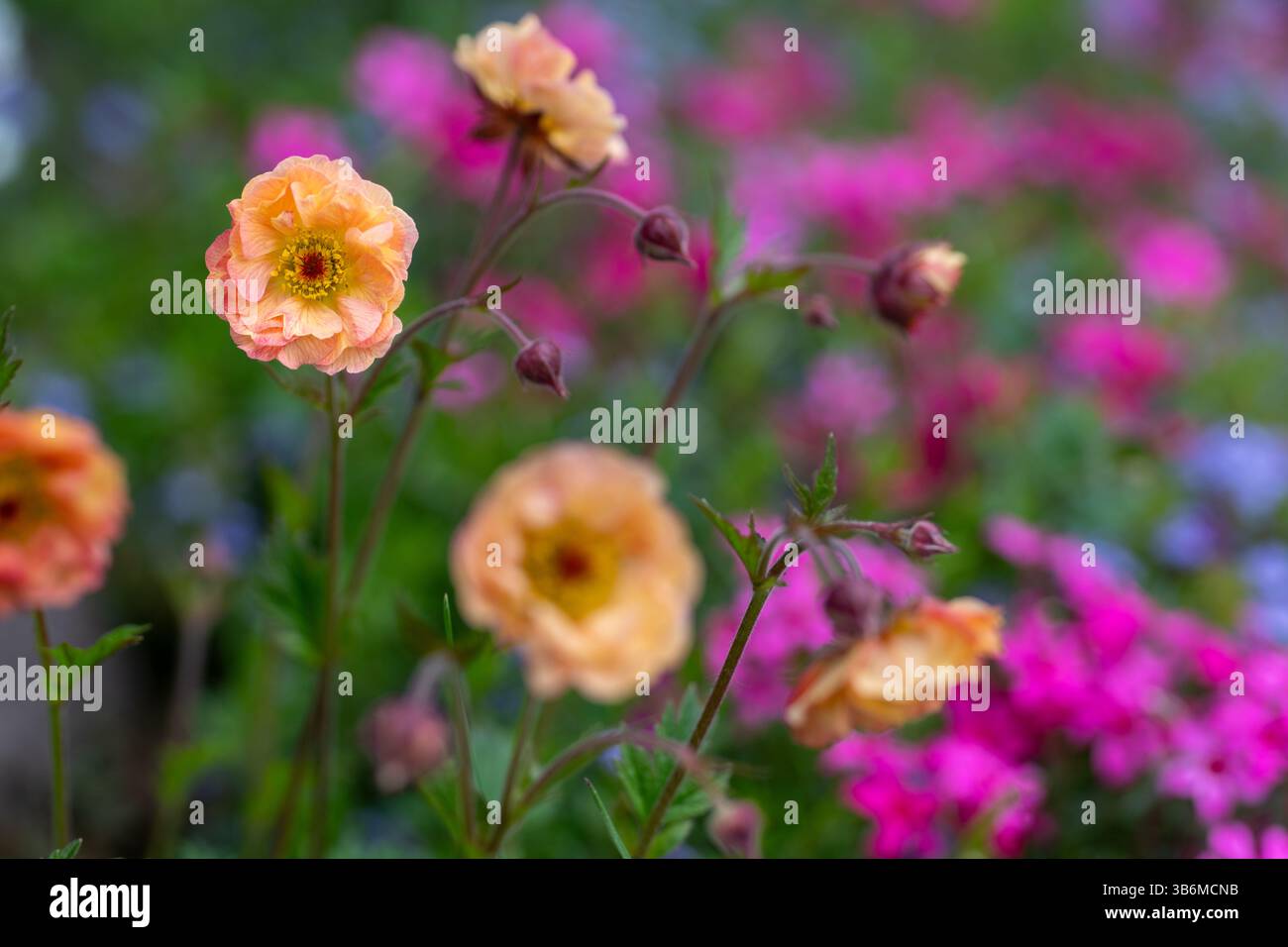 Geum Mai Tai. Stunning apricot toned frilly geum mai tai flowers Stock ...
