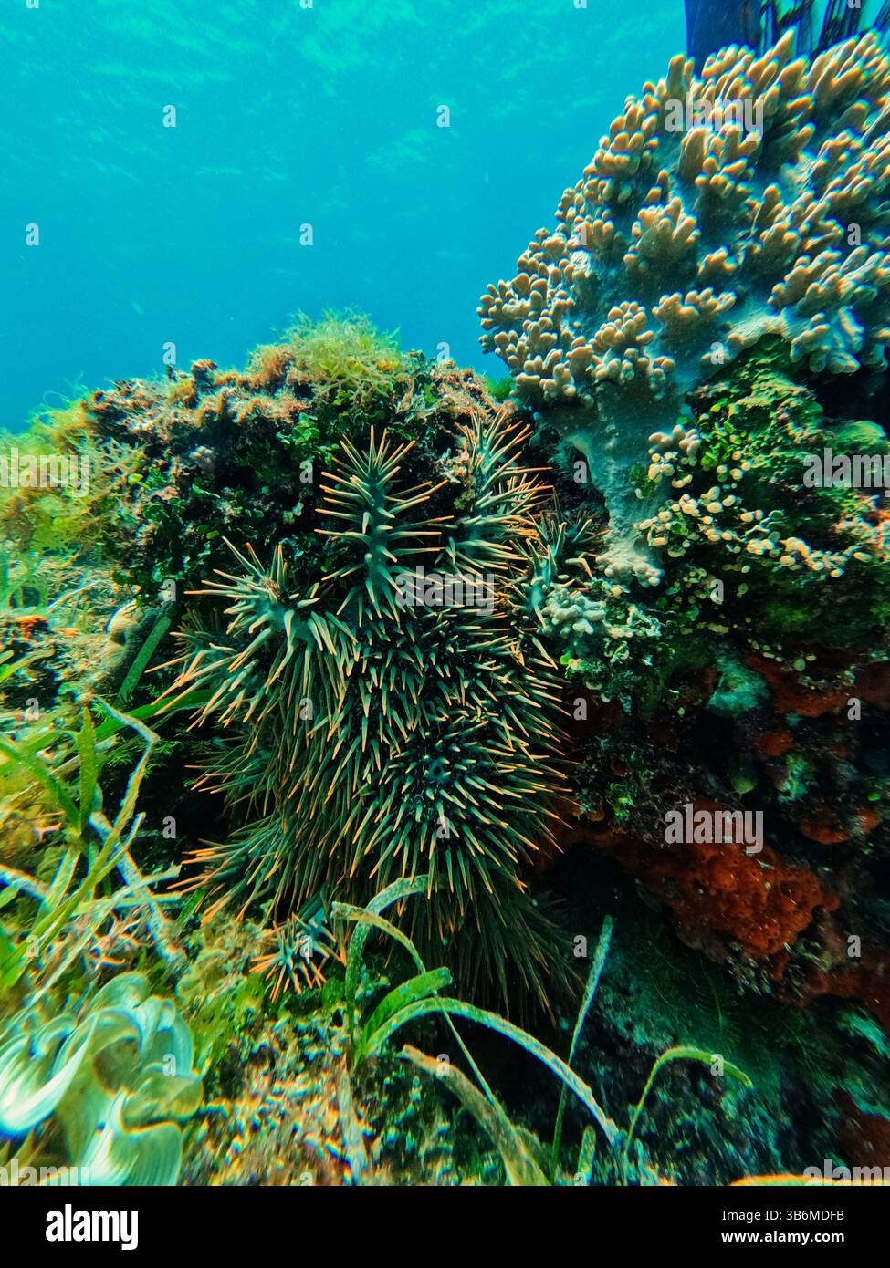 A crown-of-thorns starfish (Acanthaster planci) rests among vibrant ...
