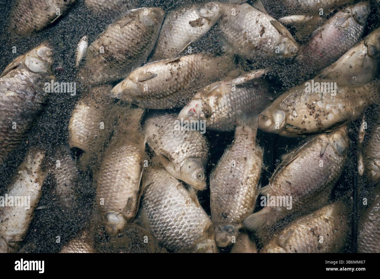 Dead fish in polluted water. Ecological disaster, global warming and ...