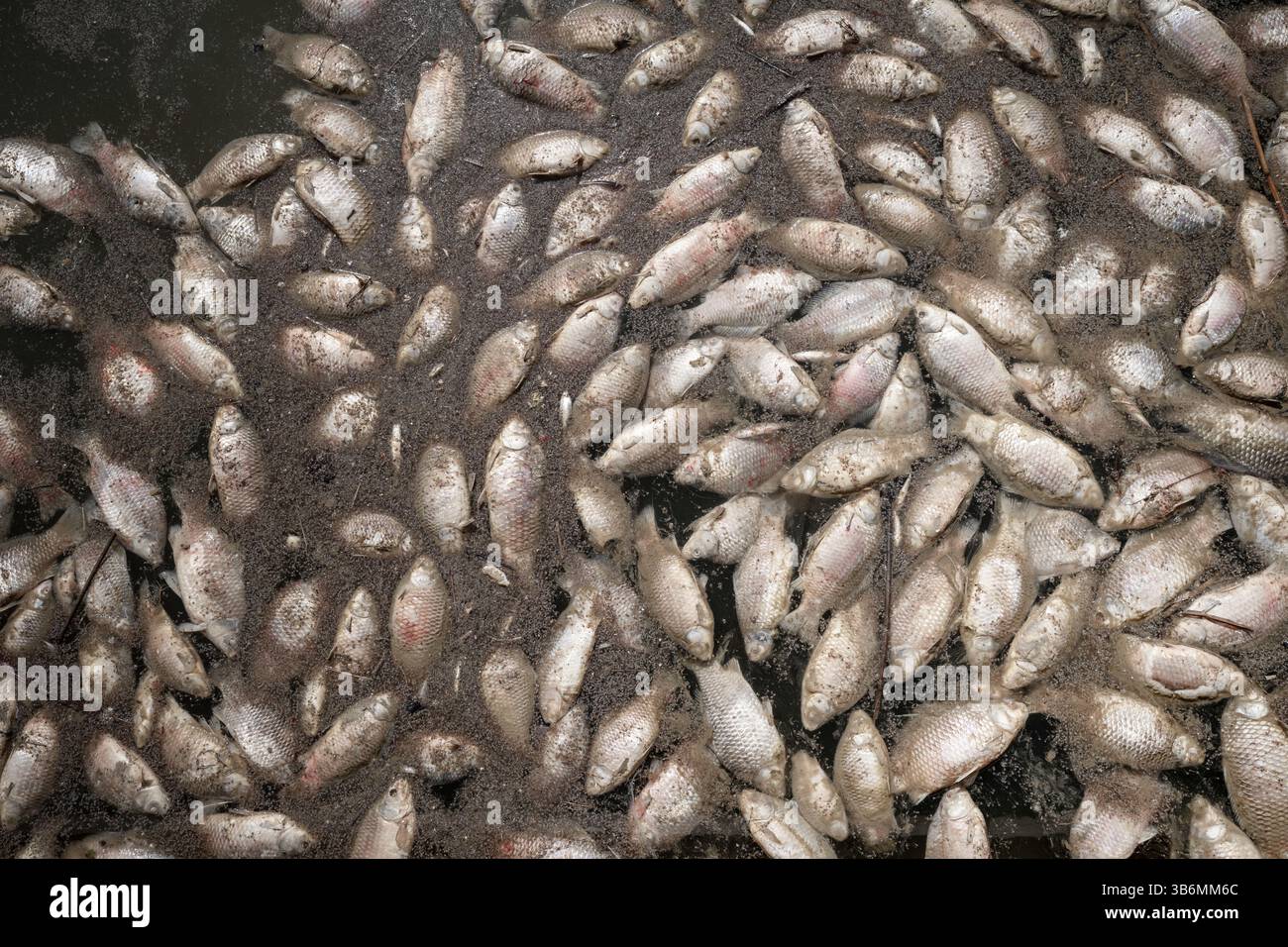 Dead fish in polluted water. Ecological disaster, global warming and ...
