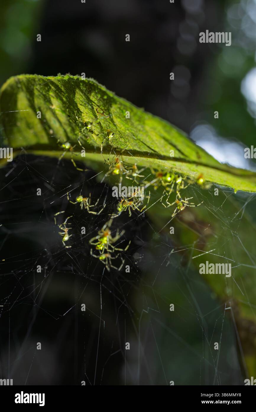 Colony of spiders Stock Photo - Alamy