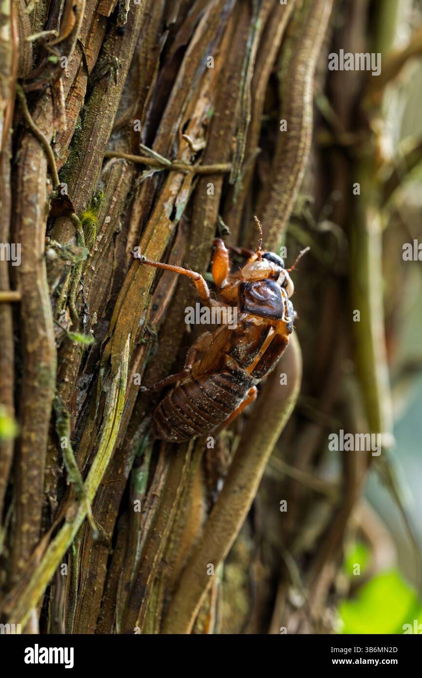 Cicadas fauna insect insects hi-res stock photography and images - Alamy