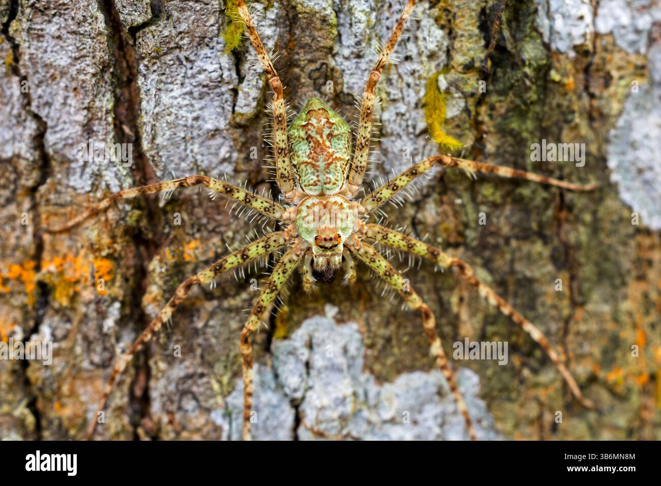 Tropical huntsman spider hi-res stock photography and images - Alamy