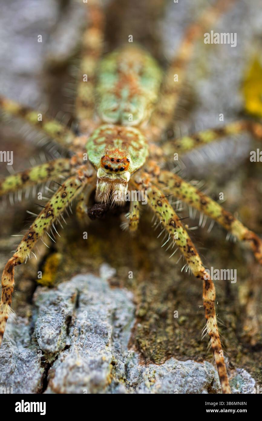 Bark huntsman spider hi-res stock photography and images - Alamy