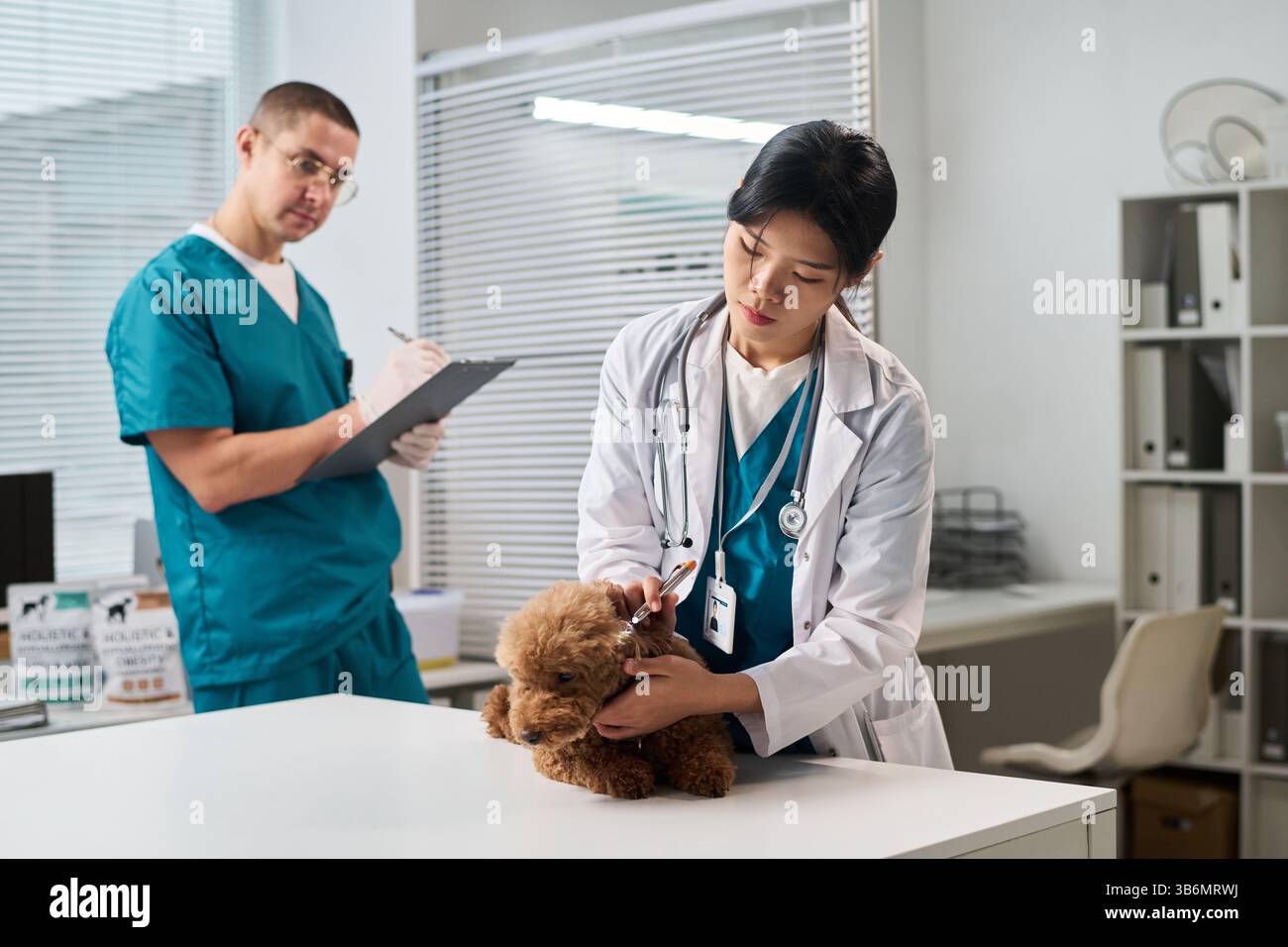 Two Colleagues Examining Dog in Vet Clinic Stock Photo - Alamy