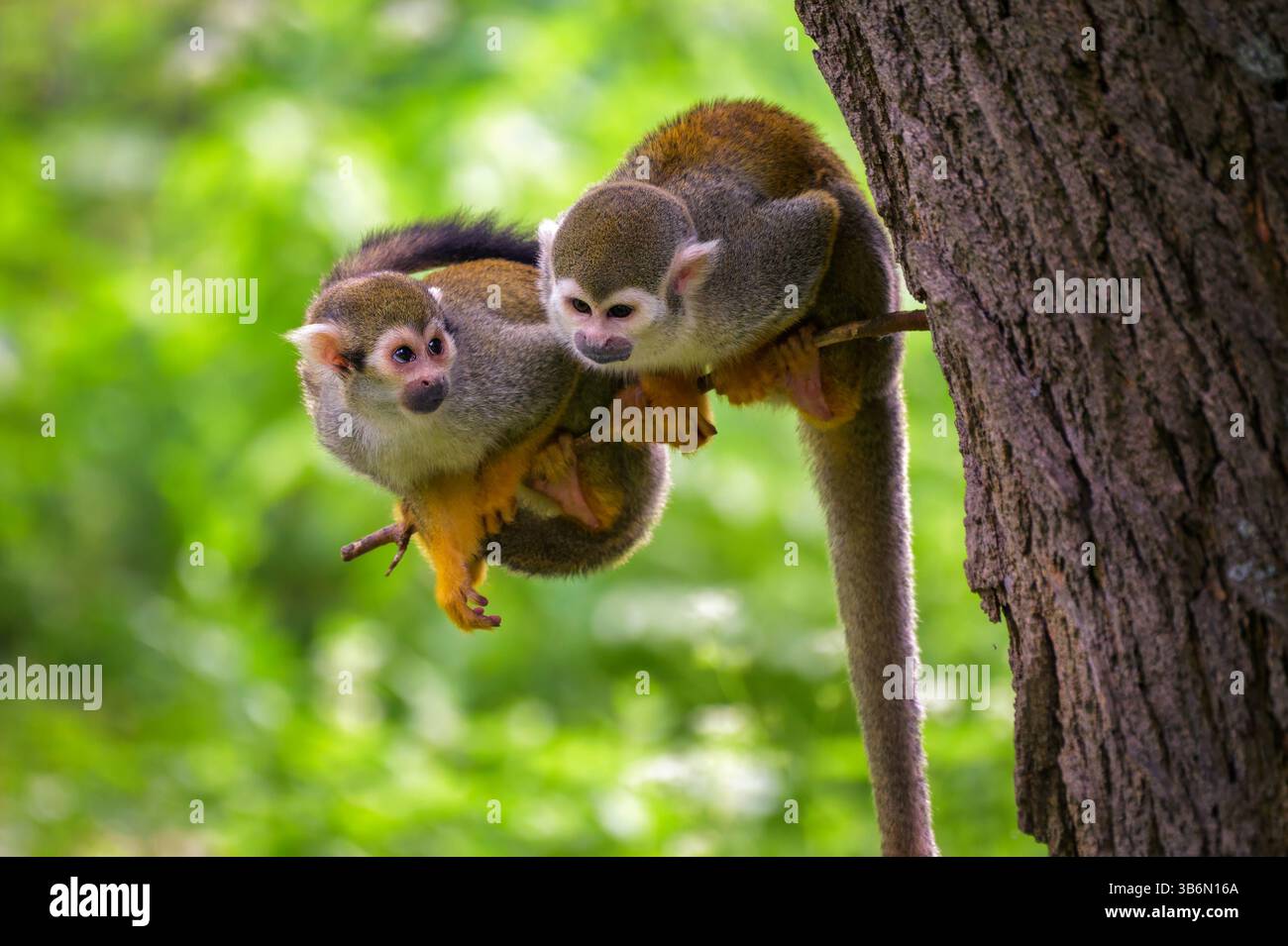 Two playful monkeys hi-res stock photography and images - Alamy