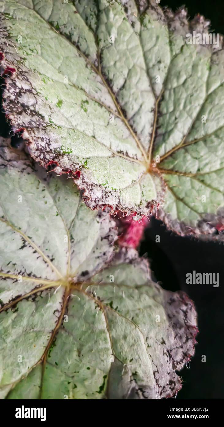 Decorative indoor plants begonias. Interior decoration of the room ...