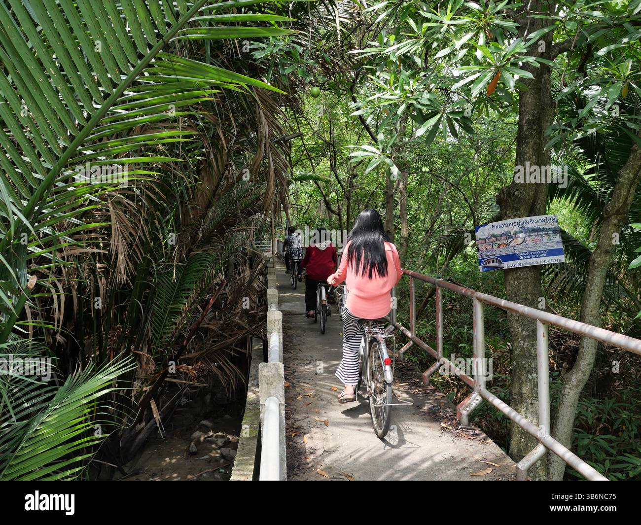 Nipa palms along the footpath in Bang Namphueng, Phra Pradaeng District ...