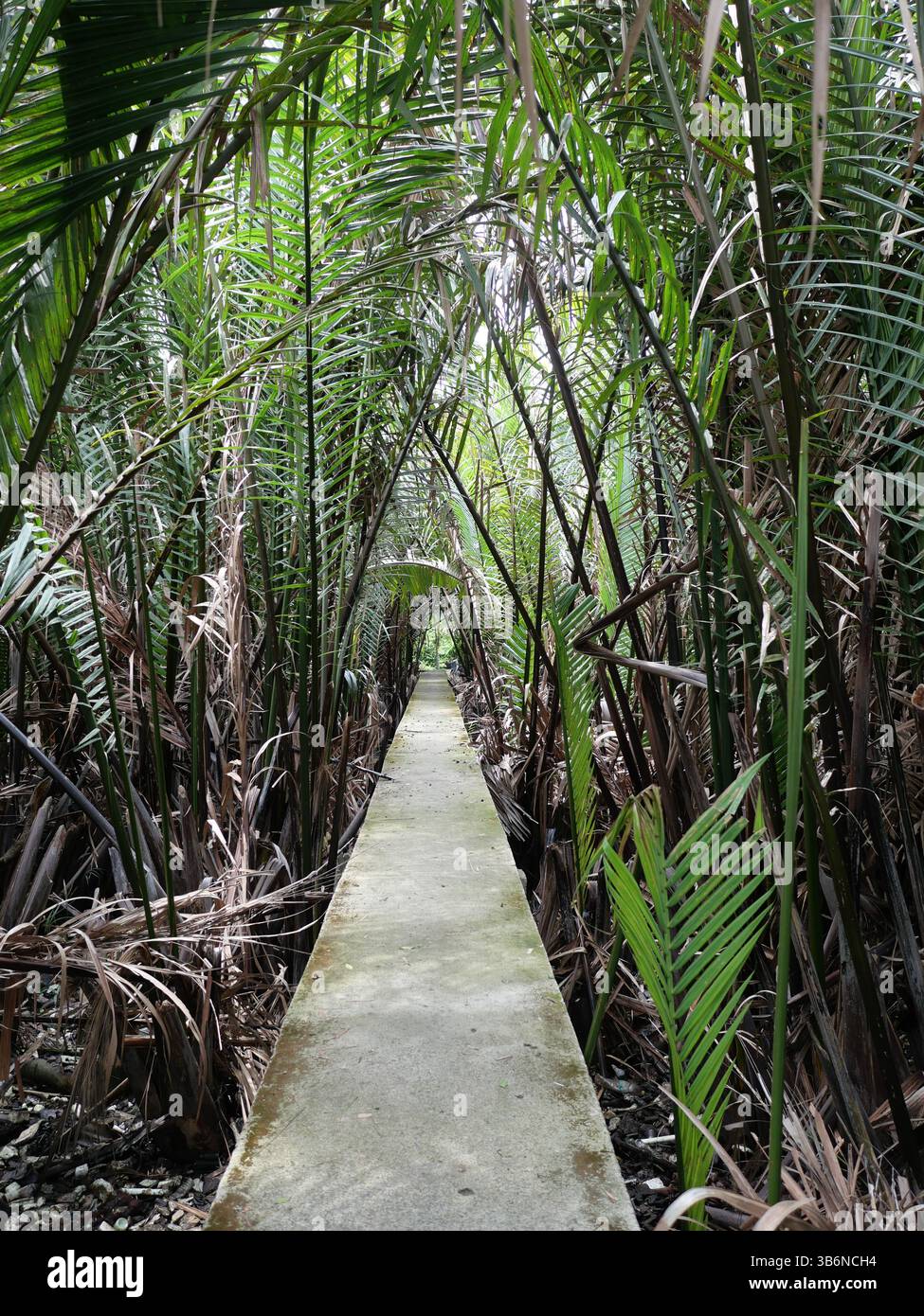Nipa palms along the footpath in Bang Namphueng, Phra Pradaeng District ...