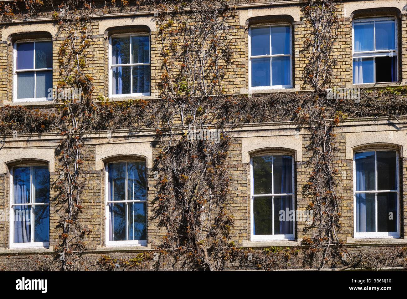 sash windows in a brick wall covered by creepers, in Oxford city centre ...