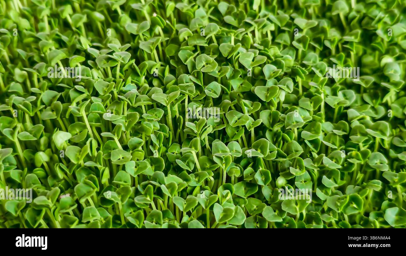 Microgreens growing chia home three hi-res stock photography and images ...