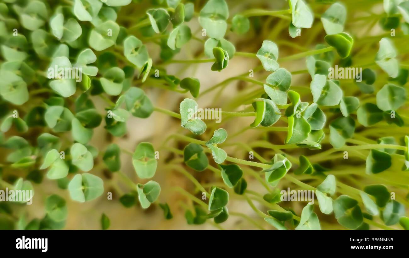 Microgreens growing chia home three hi-res stock photography and images ...