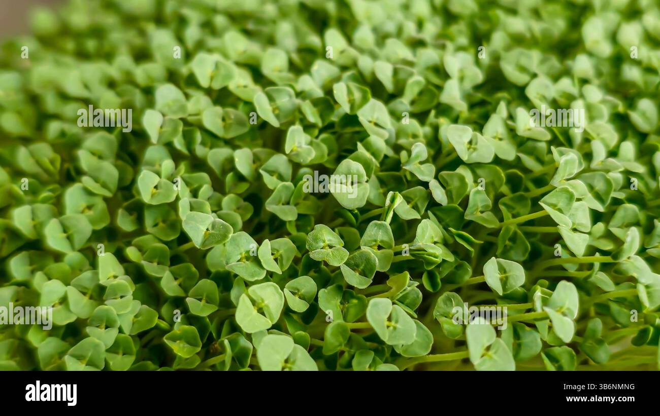 Microgreens growing chia home three hi-res stock photography and images ...