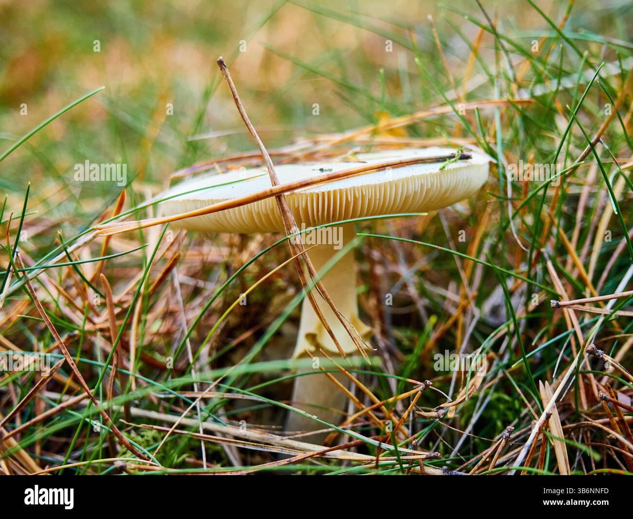 Amanita phalloides , commonly known as the death cap Stock Photo - Alamy