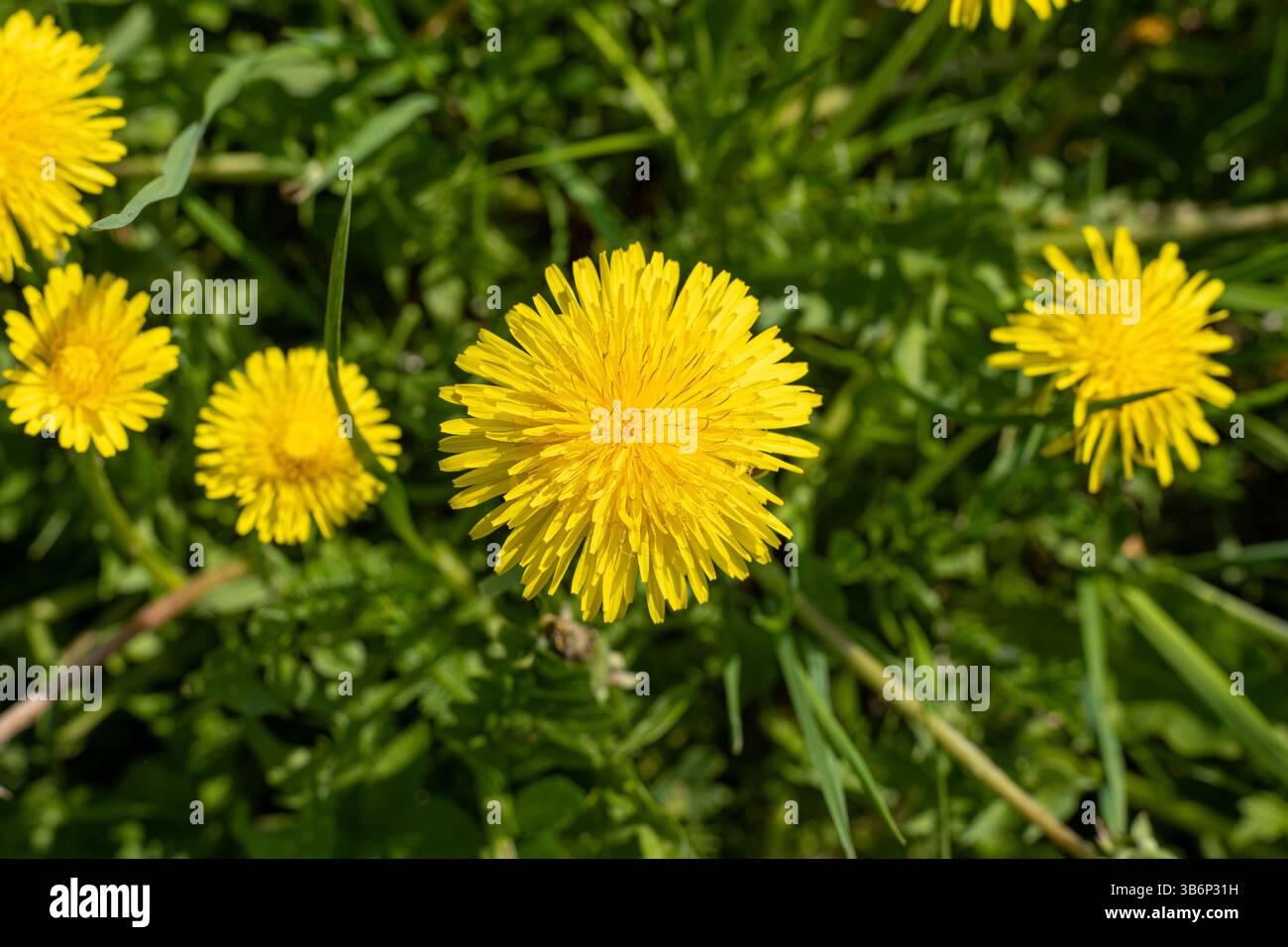 Standout dandelion flower hi-res stock photography and images - Alamy