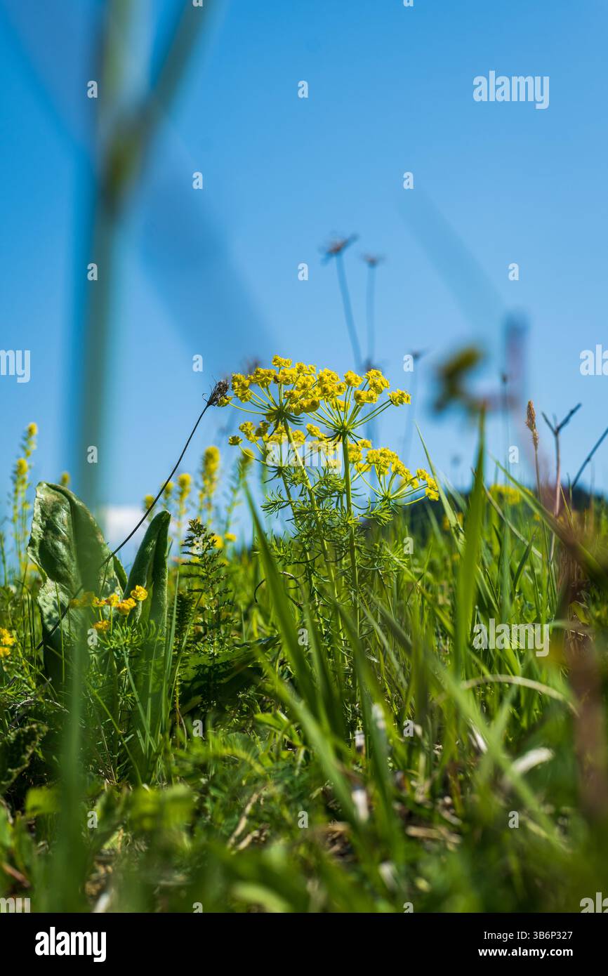 Fennel plants from below hi-res stock photography and images - Alamy