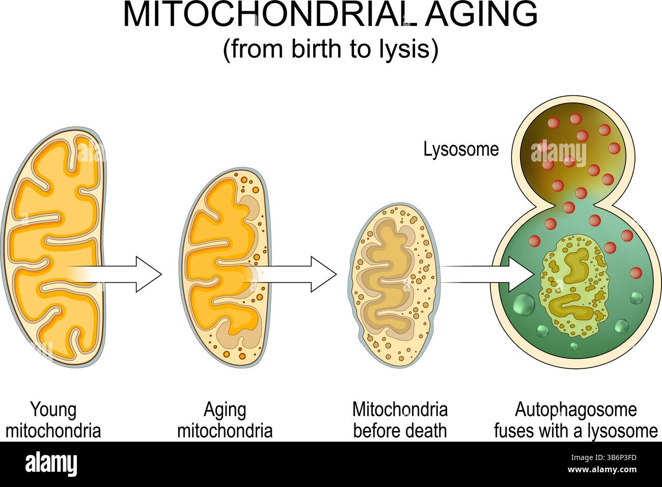 Lysis Stock Vector Images - Alamy