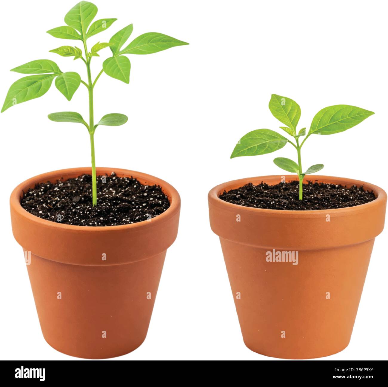 Two small green plants sprout from terracotta pots. The seedlings are ...