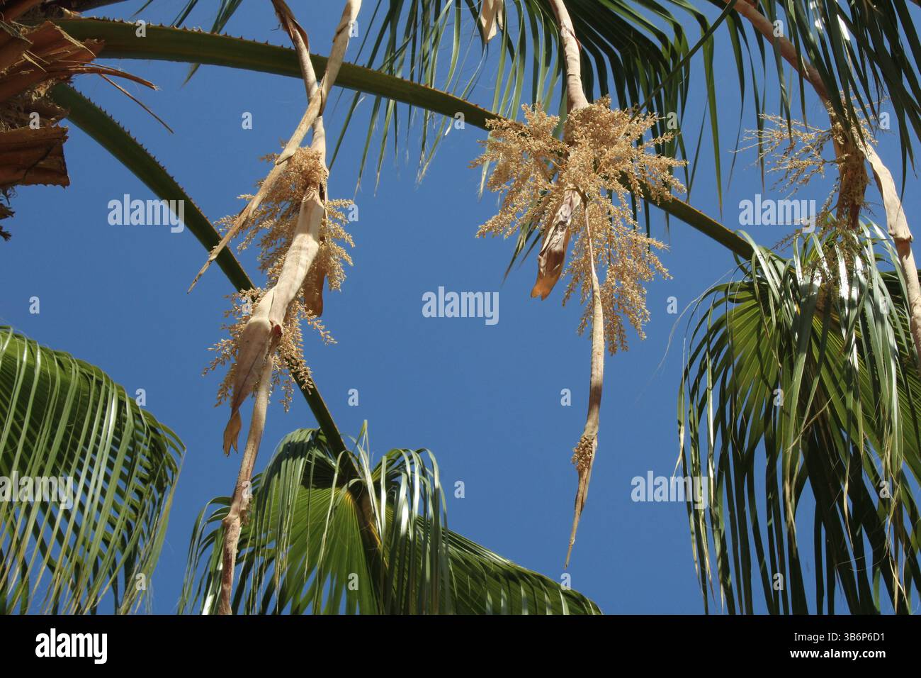Mexican fan palm, Washington Fan Palm, Palmier du Mexique, Washingtonie ...