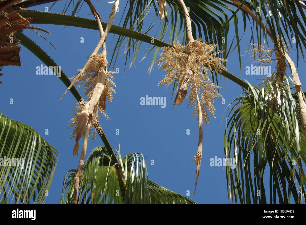 Mexican fan palm, Washington Fan Palm, Palmier du Mexique, Washingtonie ...
