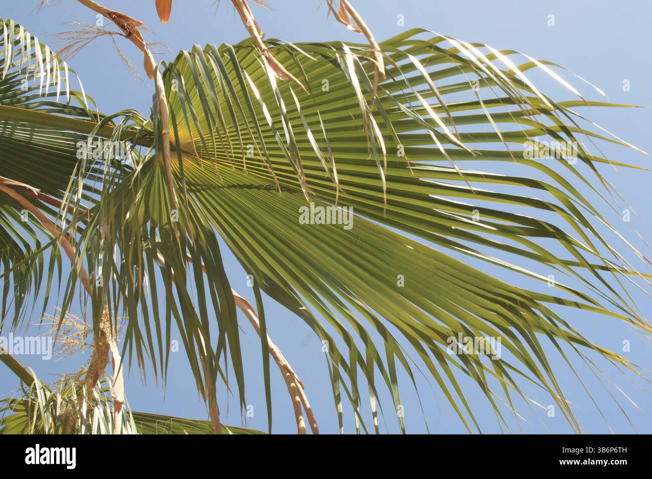 Mexican fan palm, Washington Fan Palm, Palmier du Mexique, Washingtonie ...