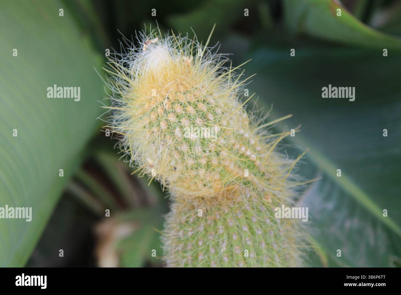 Golden tuffed cactus hi-res stock photography and images - Alamy