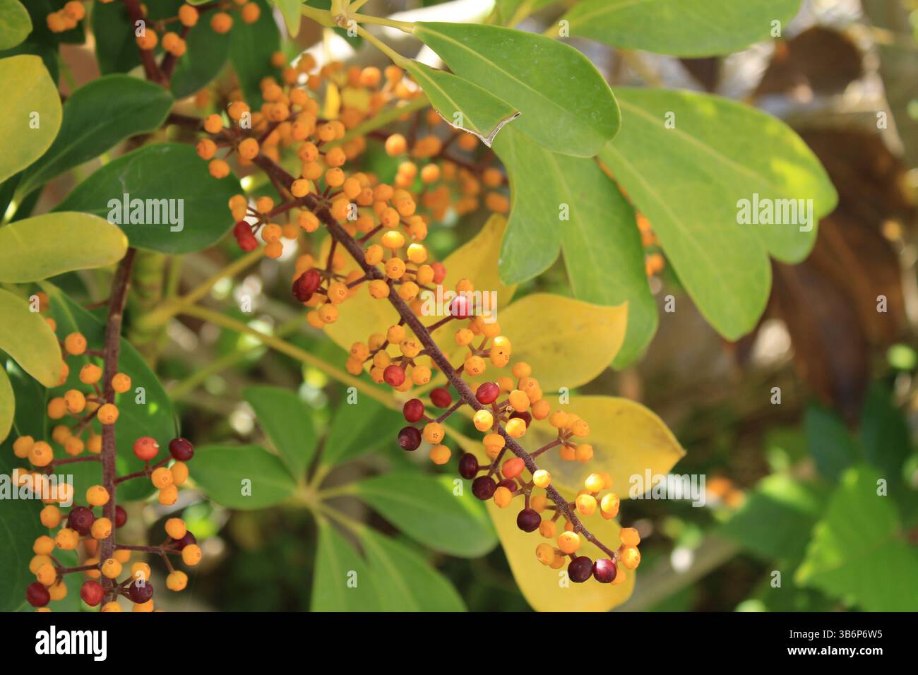 Dwarf umbrella tree, Arbre parasol nain - Schefflera arboricola ...