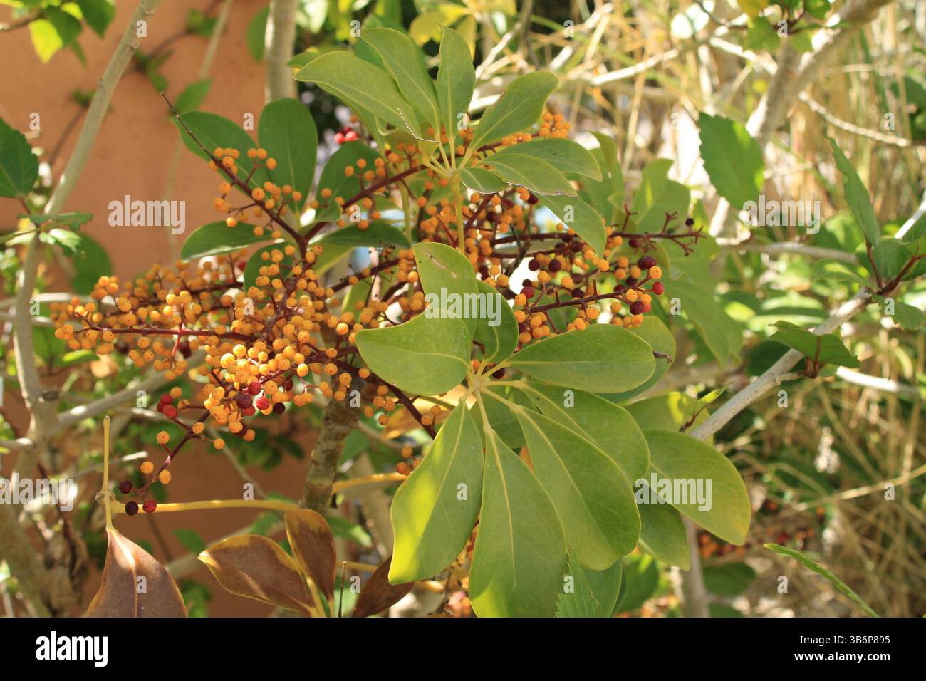 Dwarf umbrella tree, Arbre parasol nain - Schefflera arboricola ...