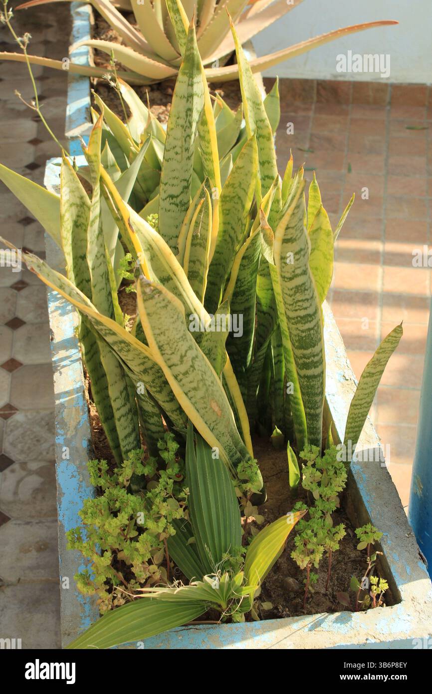 Snake plant, Viper's bowstring hemp, Mother in laws tongue Langue de ...