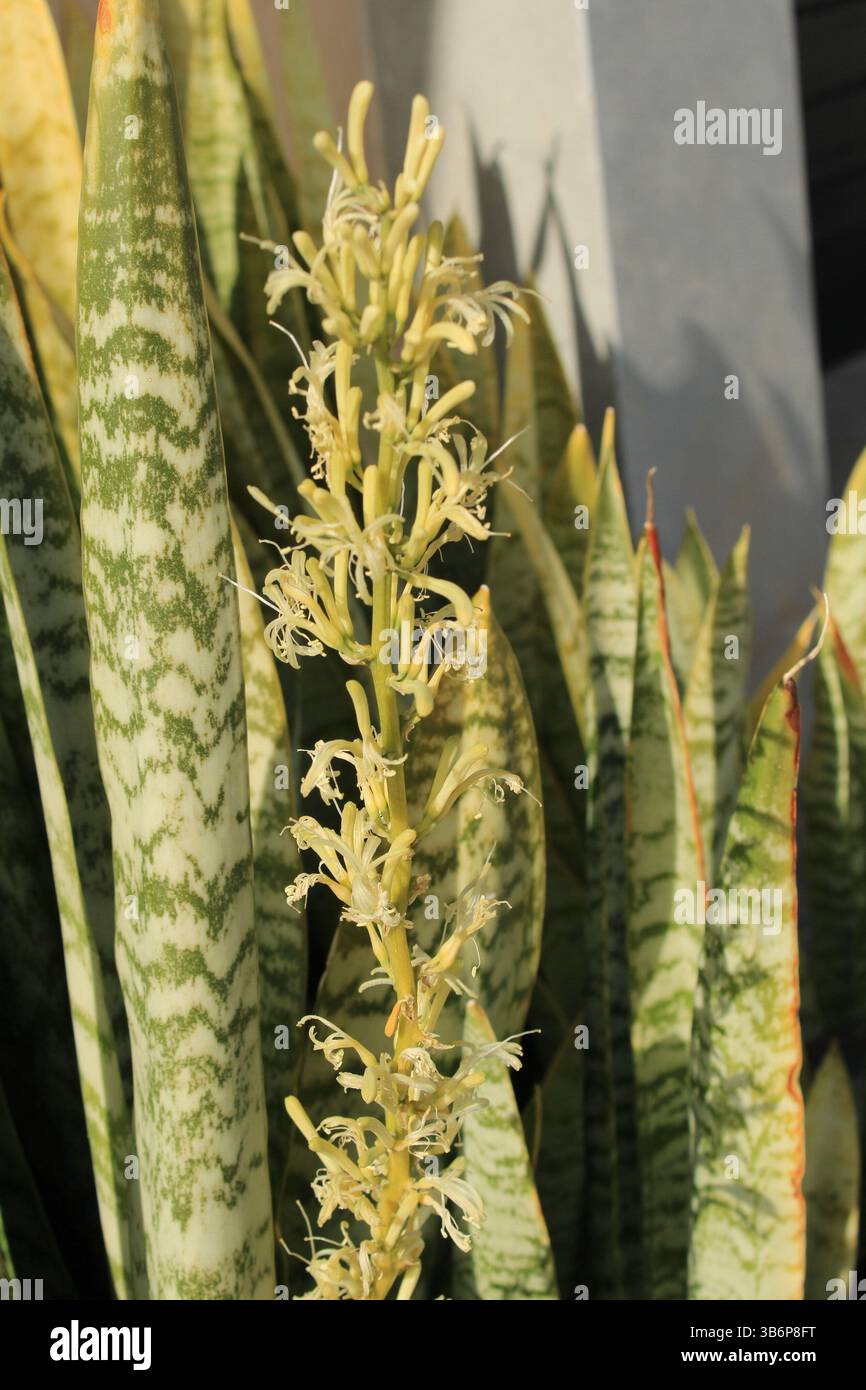 Snake plant, Viper's bowstring hemp, Mother in laws tongue Langue de ...