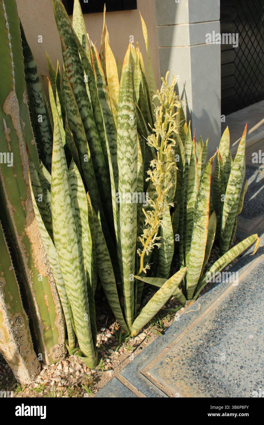 Snake plant, Viper's bowstring hemp, Mother in laws tongue Langue de ...