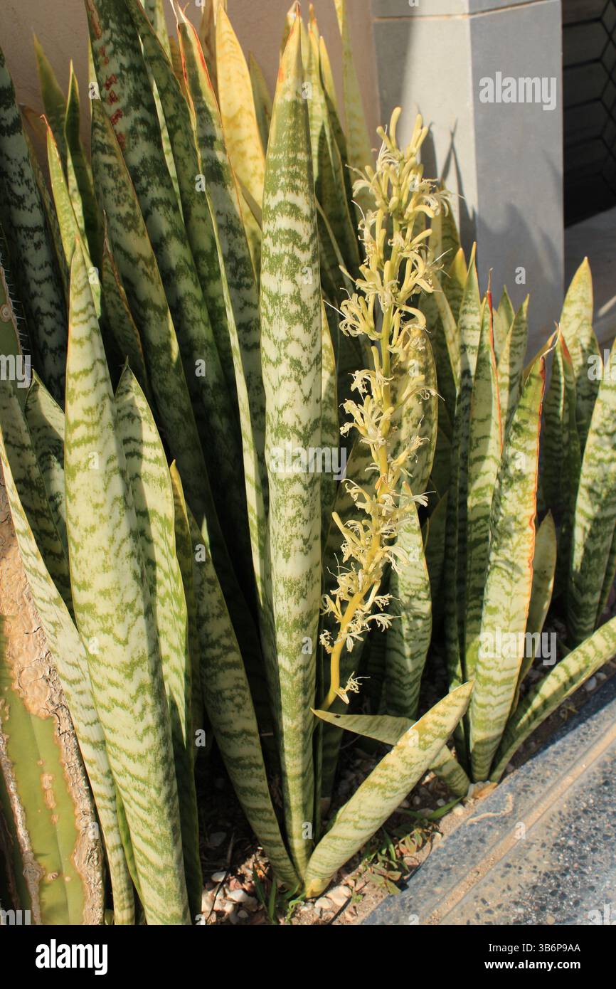 Snake plant, Viper's bowstring hemp, Mother in laws tongue Langue de ...