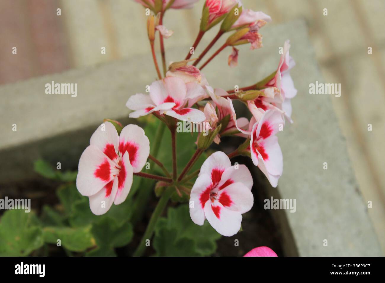 Hybrid Pelargonium, Hybrid Geranium, Roze engel, Pélargonium hybride ...