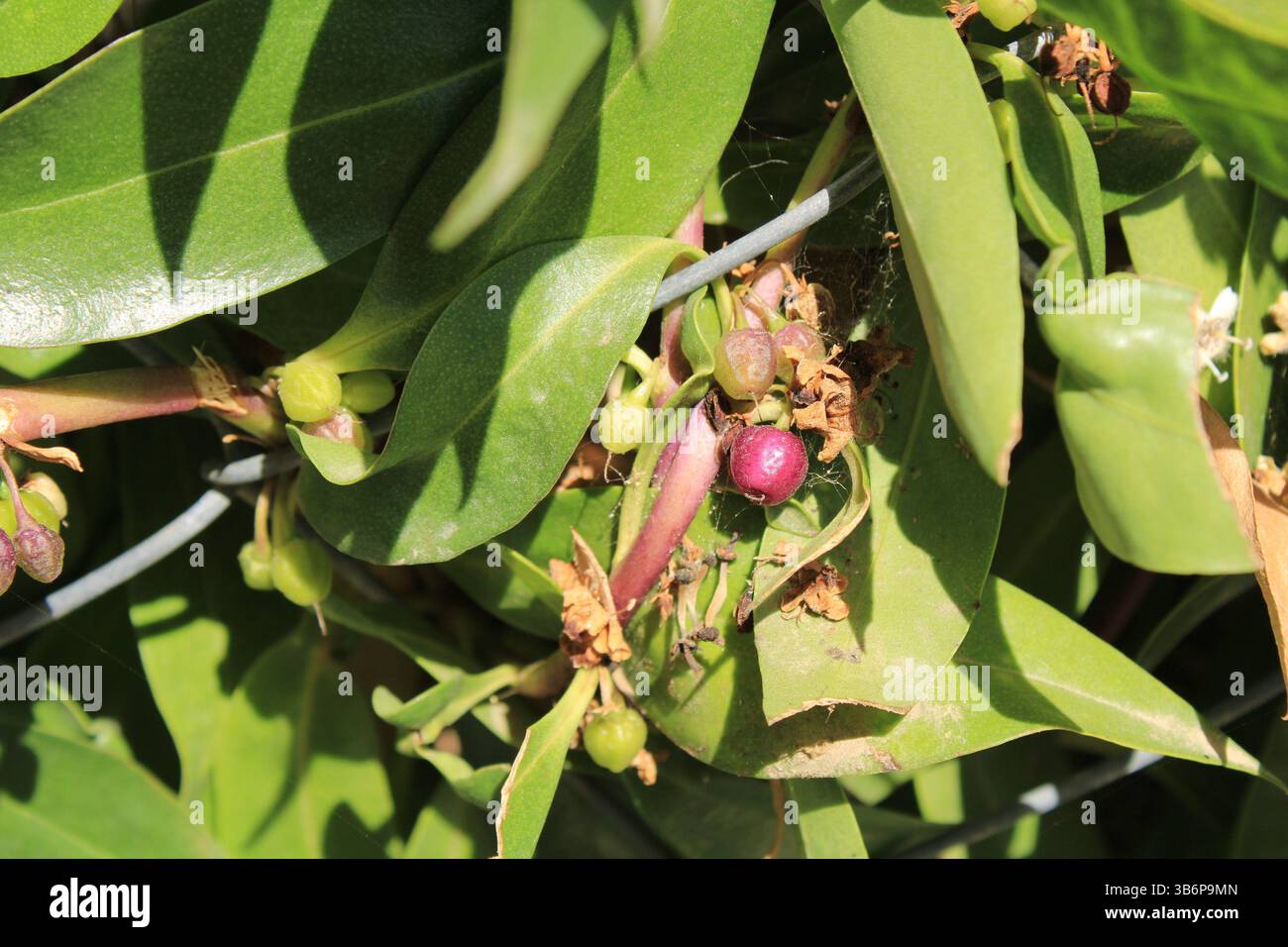 Myopore plaisant hi-res stock photography and images - Alamy