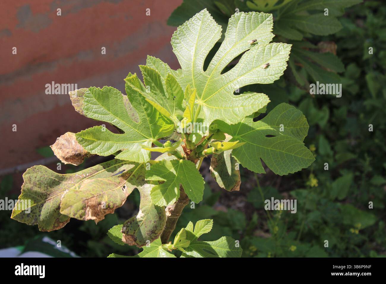 Figueira comum hi-res stock photography and images - Alamy