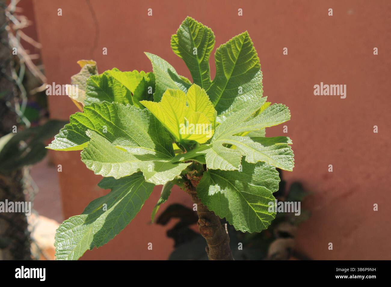 Edible fig, Fig Tree, Figuier commun, Gewöhnlicher Feigenbaum, Fico ...