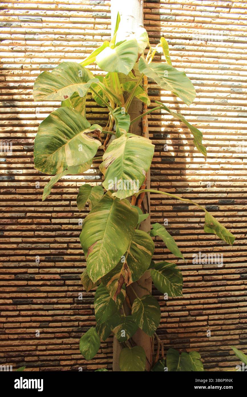 Centipede tongavine, Marble queen pothos, Pothos, Pothos doré, Polypode ...