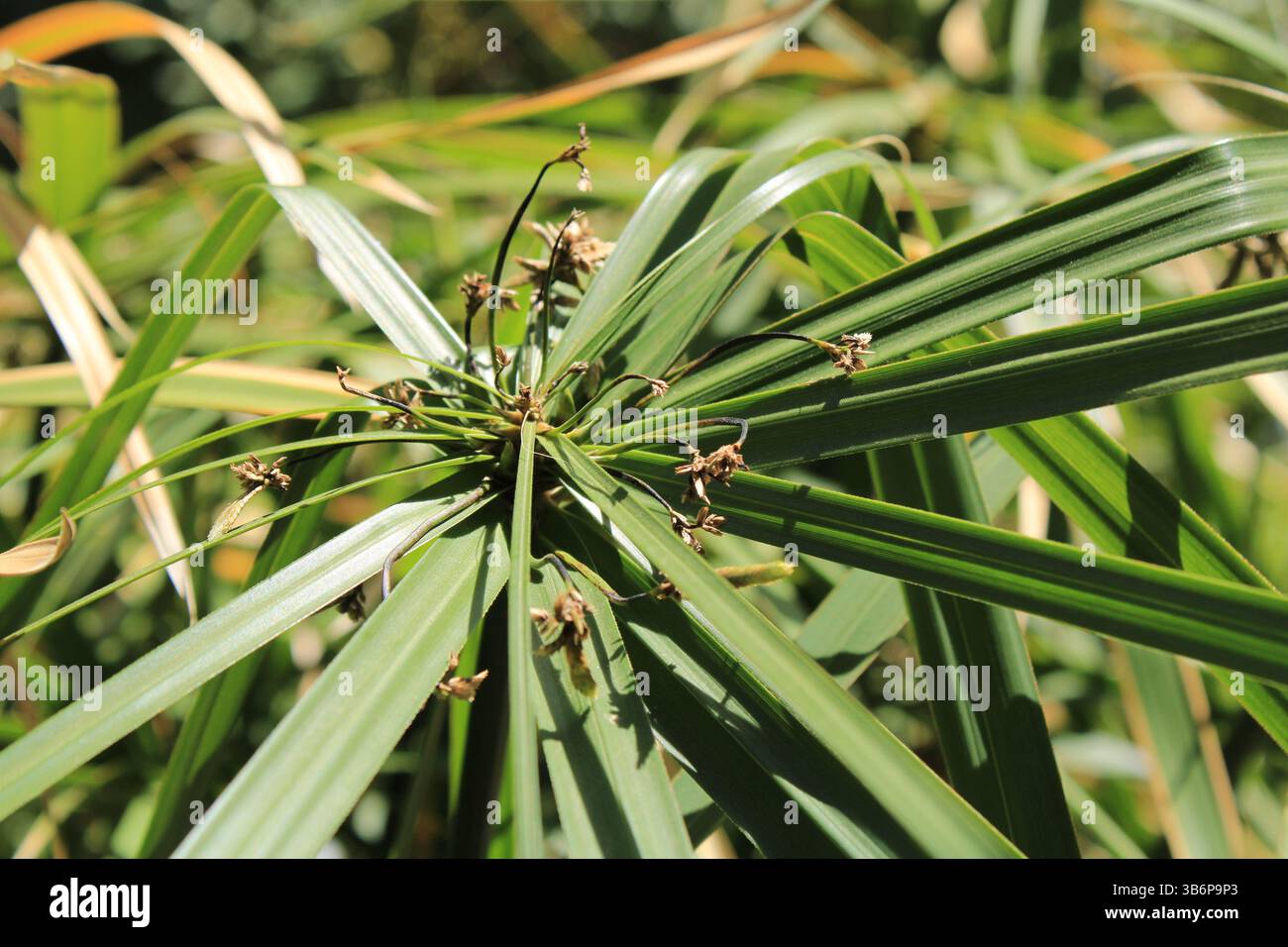 Umbrella sedge, False Papyrus, Alternative leaved Cyperus, Cypérus feuilles alternes, Plante ...
