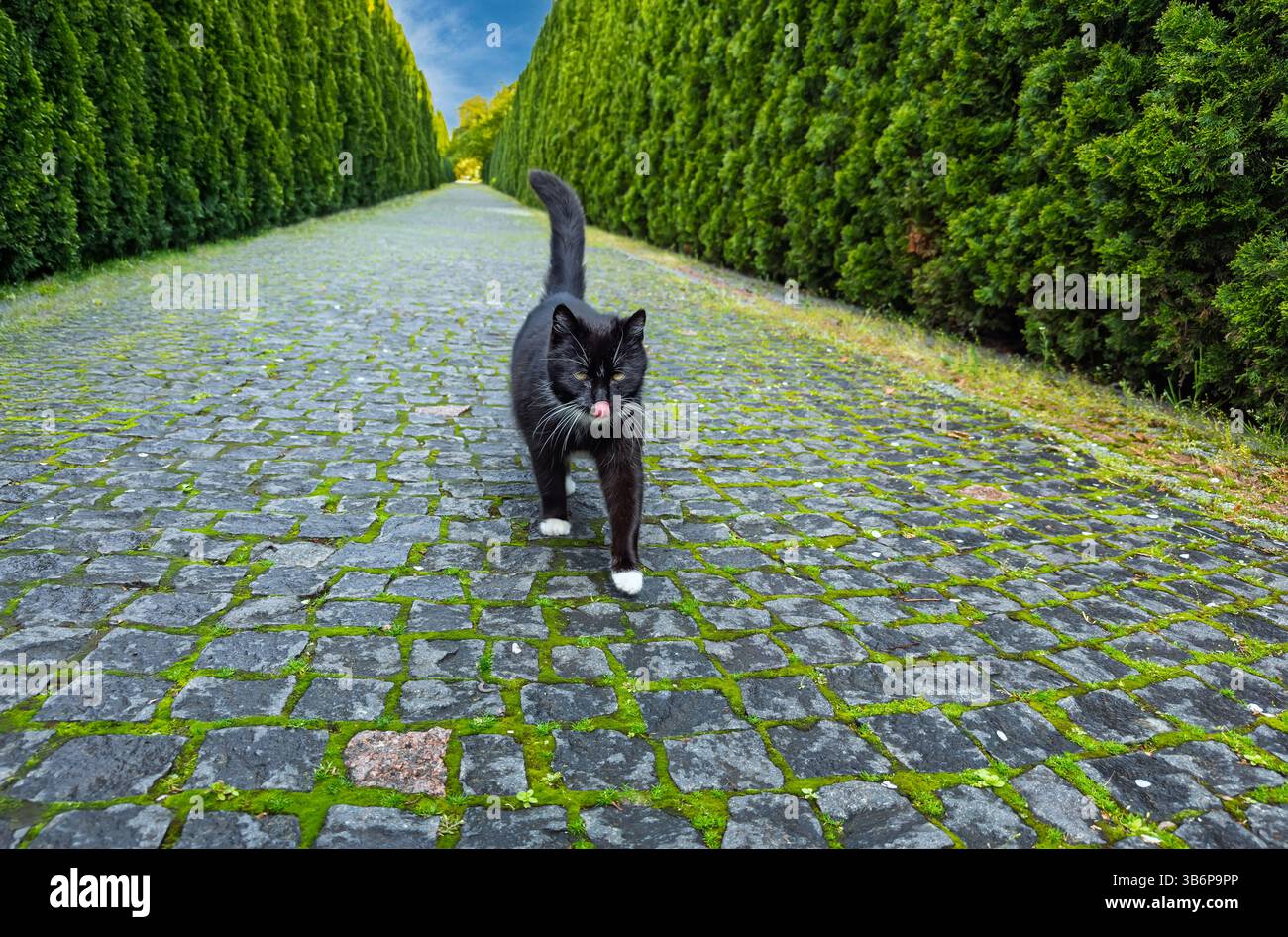 Black Cat with White Paws Walking and licking its lipson Cobblestone ...