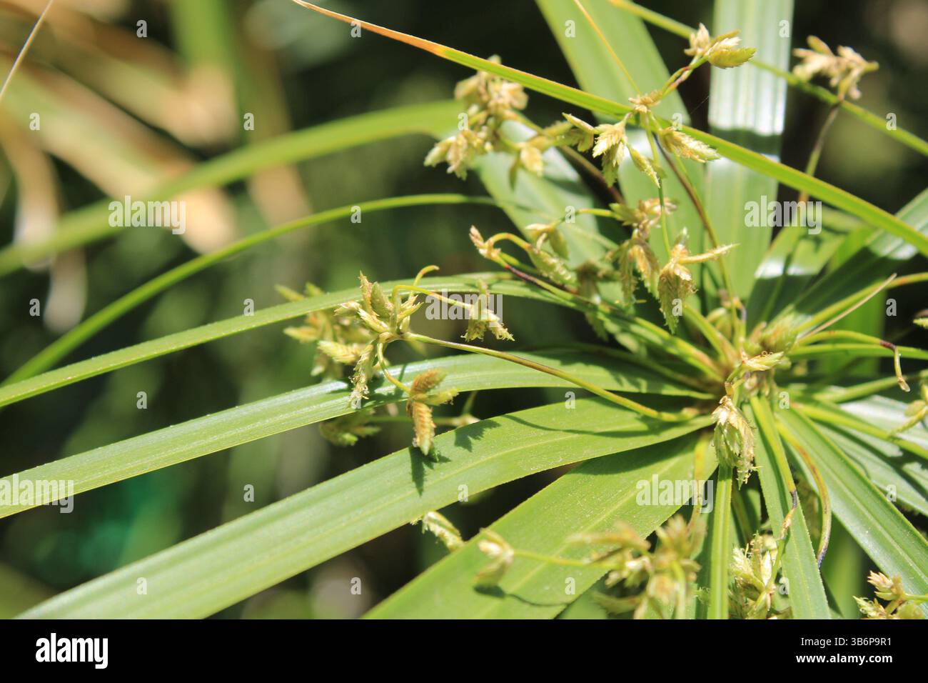 Plantes de papyrus hi-res stock photography and images - Alamy