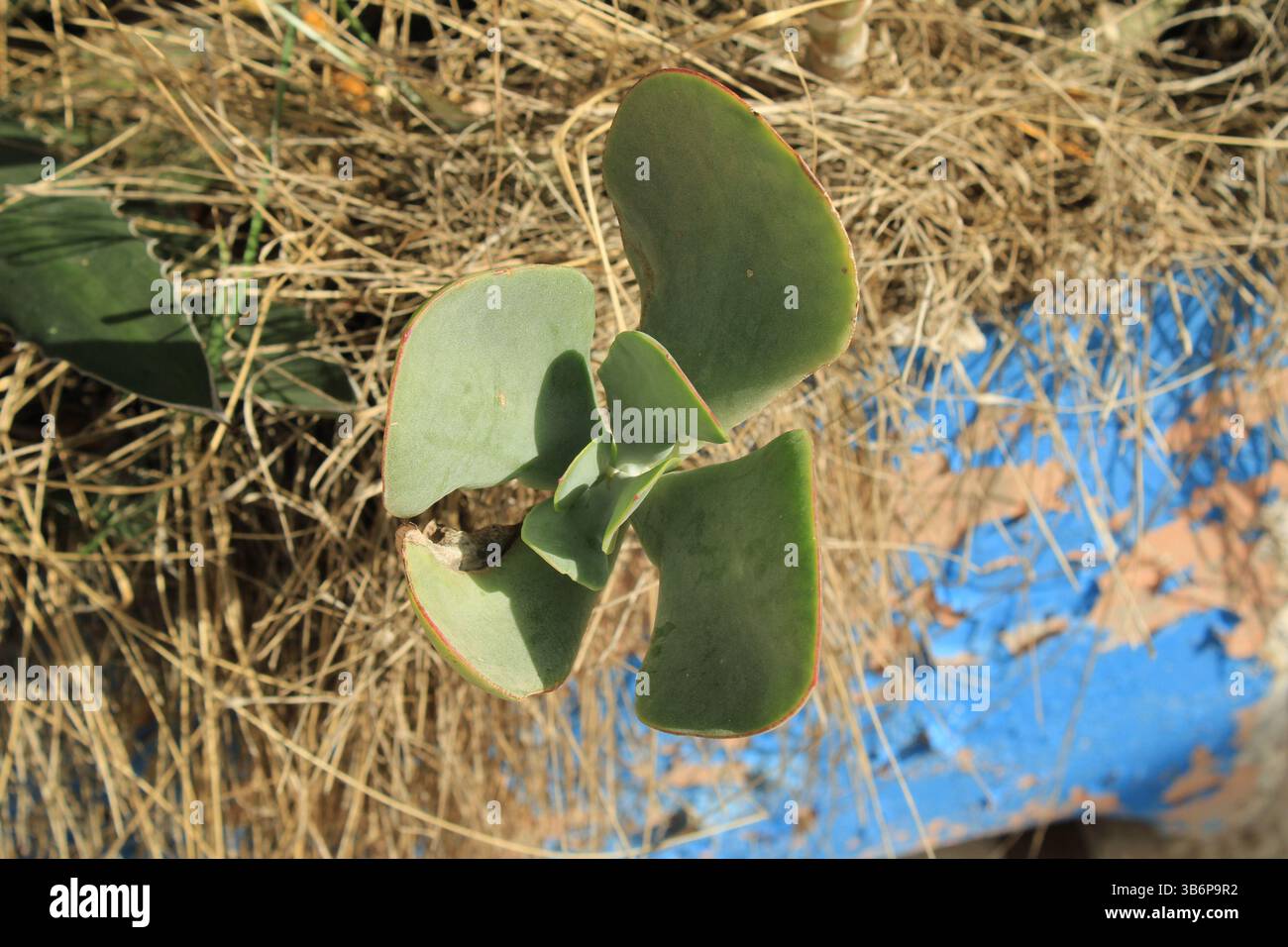 Pig's ear, round leafed navel wort, Oreille de cochon, Cotylédon ...