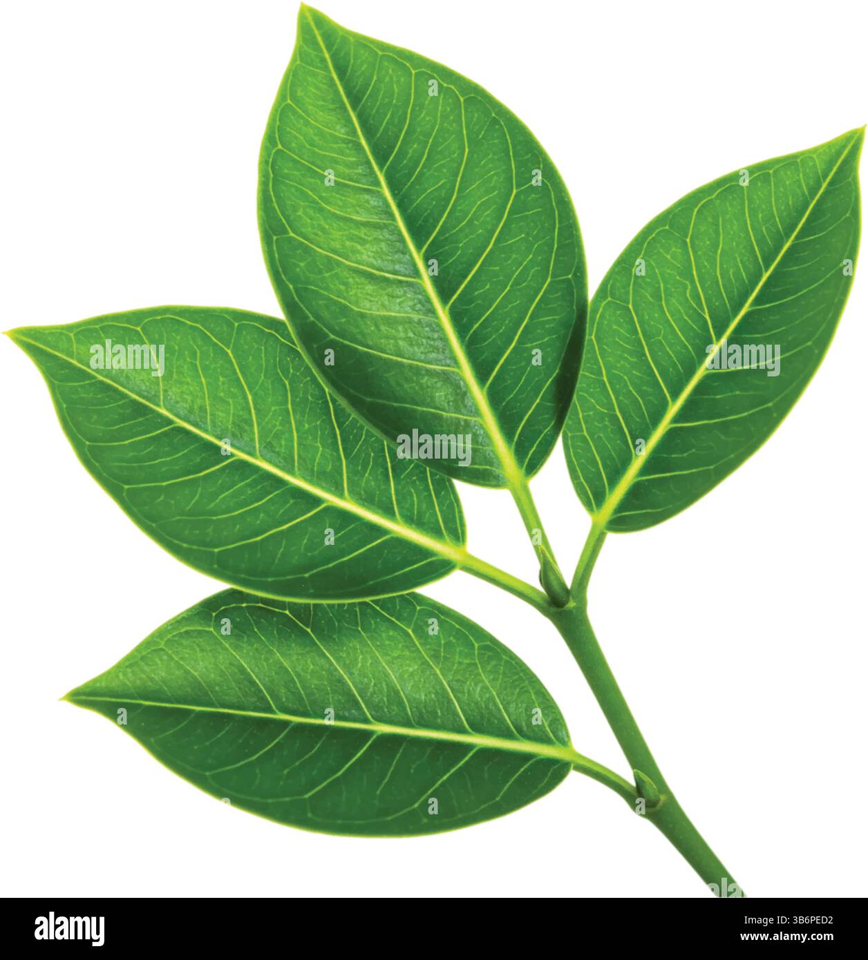 Elegant leaf patterns Stock Vector Images - Alamy