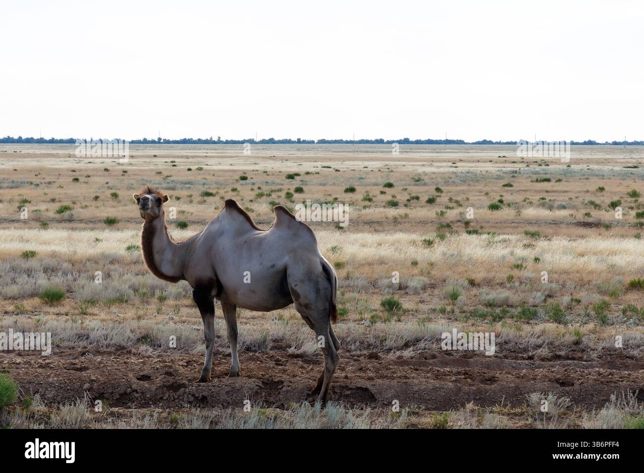 A camel is seen in the expansive steppe of Kazakhstan, surrounded by ...