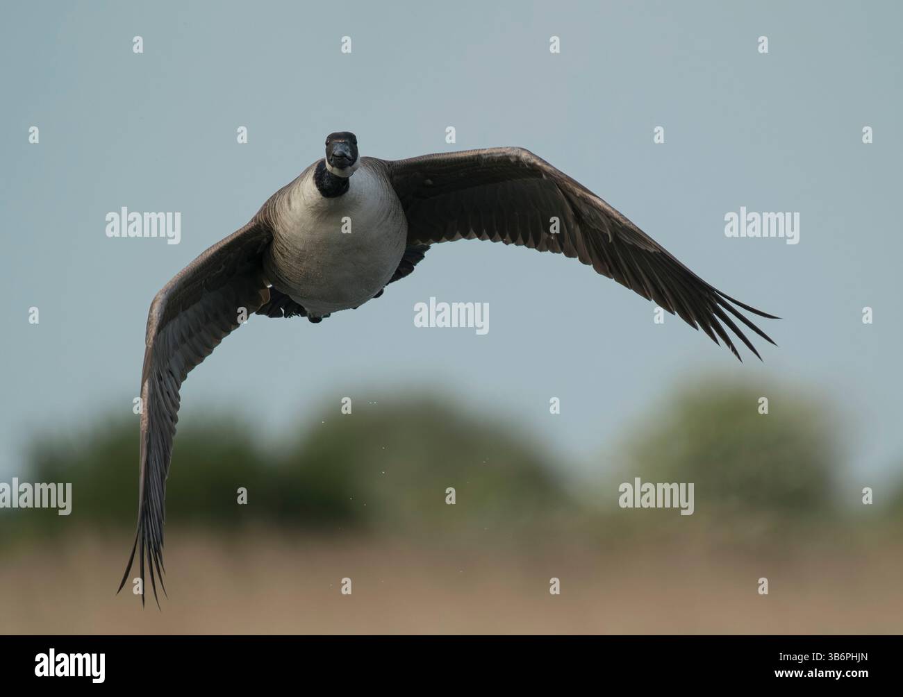 Canada goose, Branta canadensis, in flight over an oxfordshire wetland ...