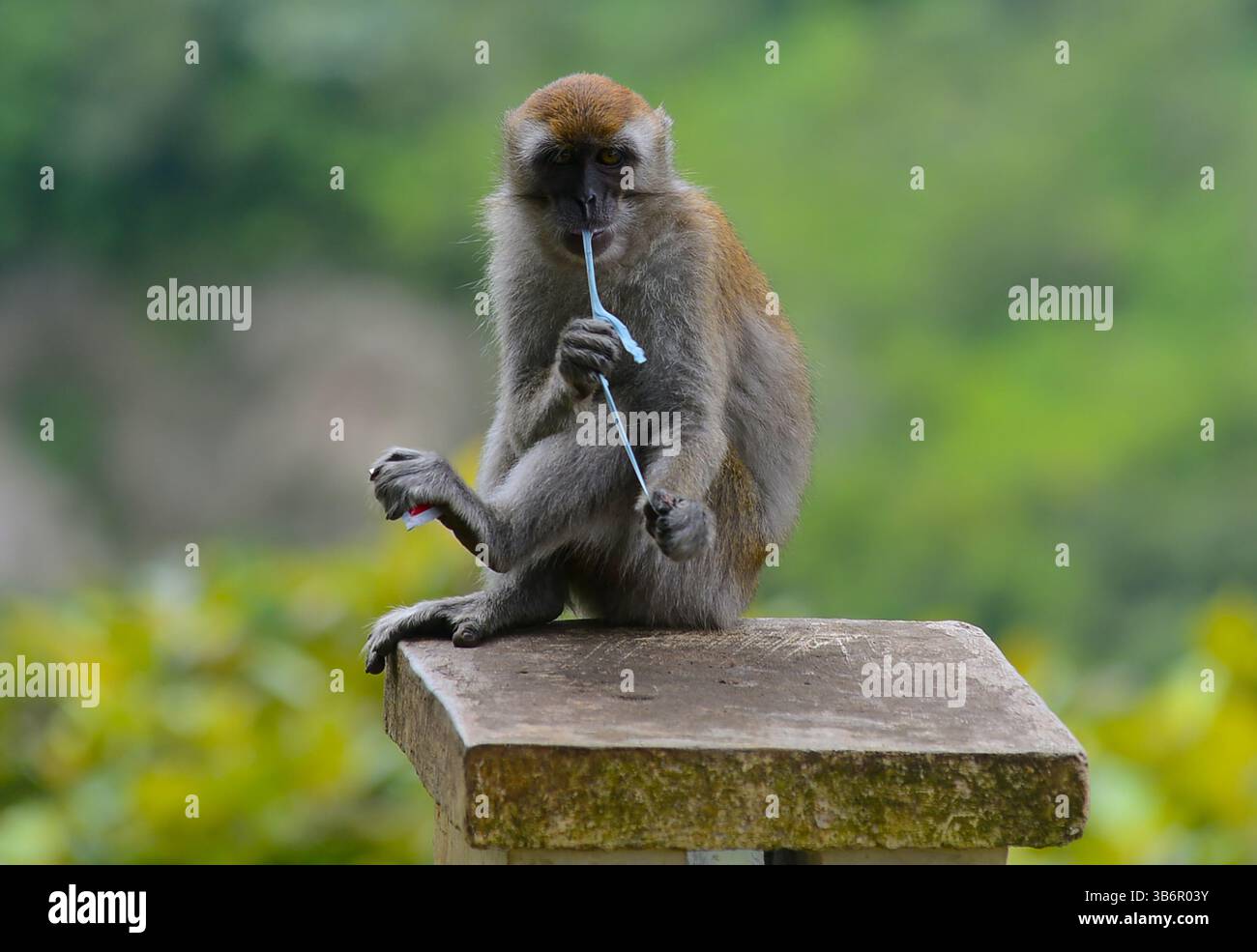 December 31, 2023, Bukittinggi, West Sumatra, Indonesia: A wild monkey ...