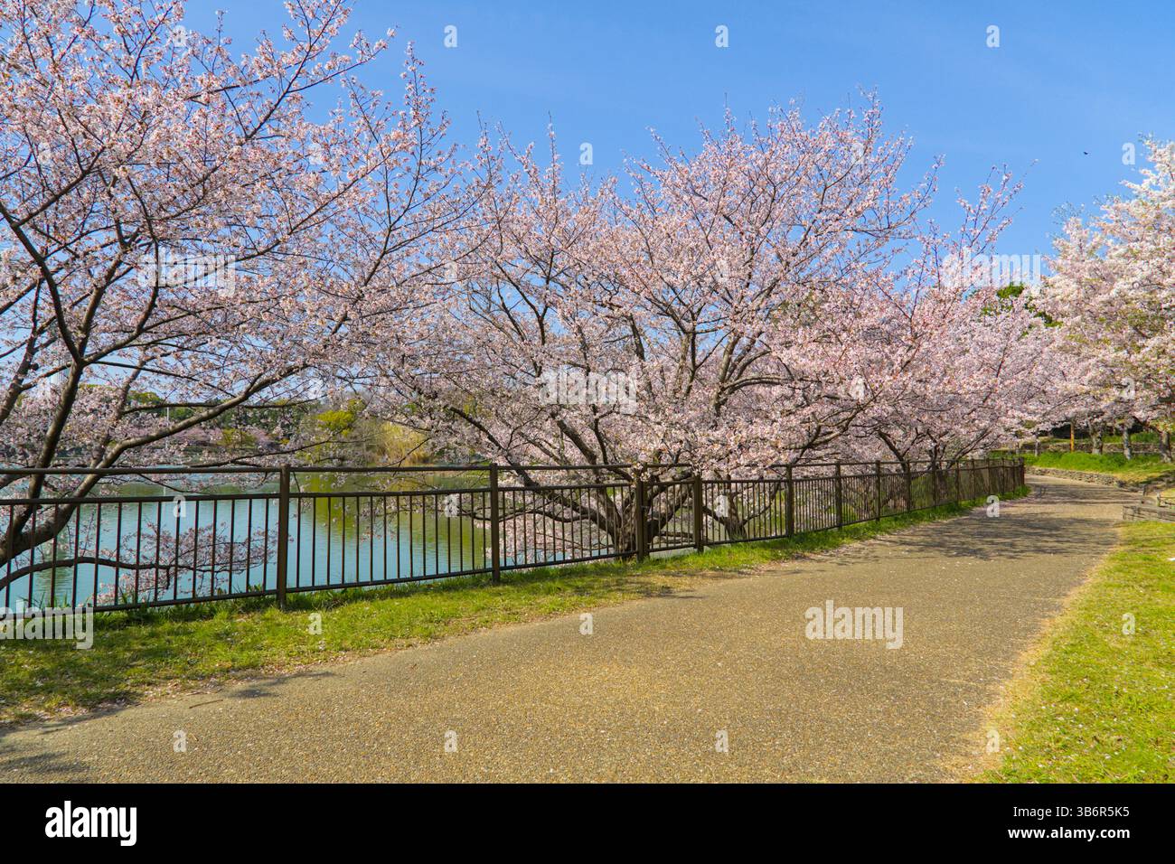 Cherry blossoms at Tsurumi Ryokuchi Park in Osaka, Japan Stock Photo ...