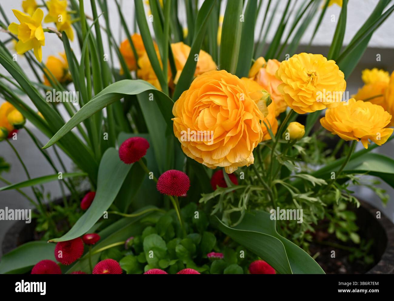 beautiful yellow ranunculus and other spring flowers on a fine April ...