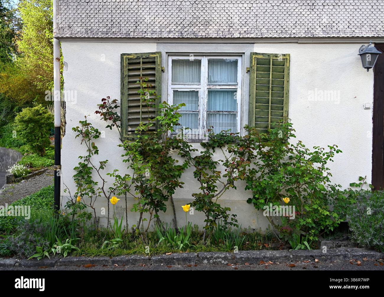 an old house with windows with green shutters and roses creeping on its ...